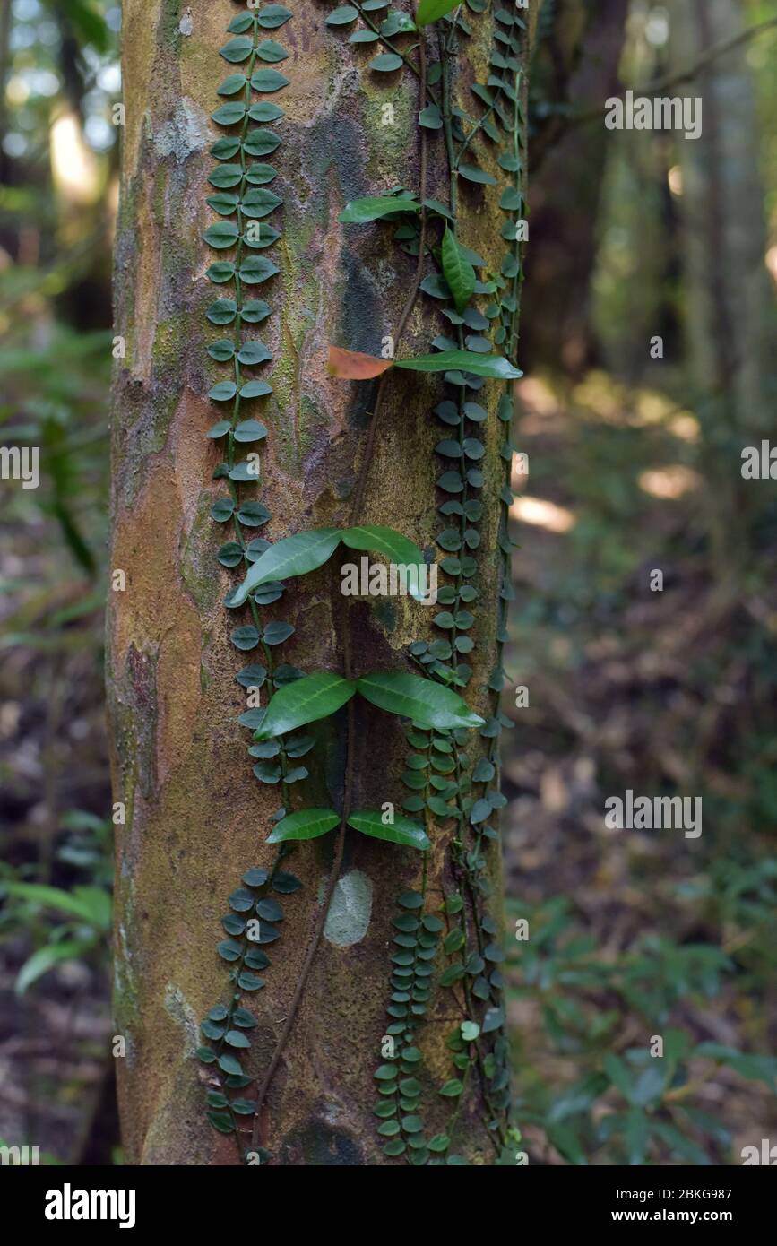 Island yakushima hi-res stock photography and images - Alamy