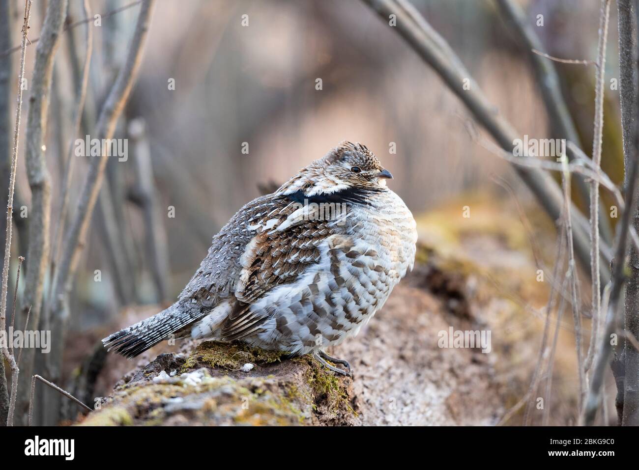 A Male Ruffed Grouse on his drumming log on a spring morning in ...