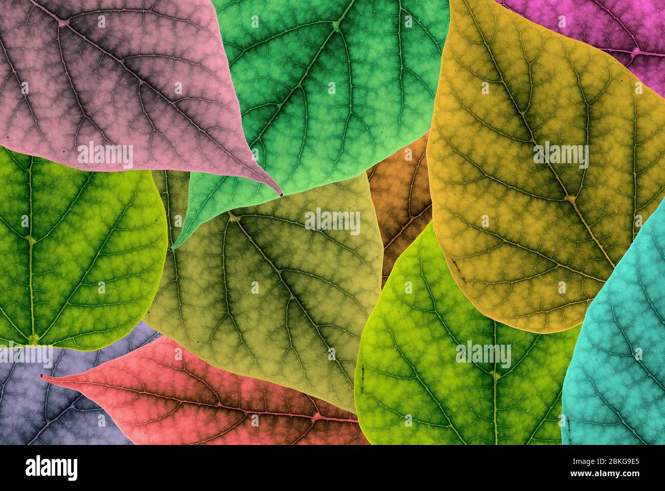 group of overlay multi colored leafs spread as background Stock Photo ...
