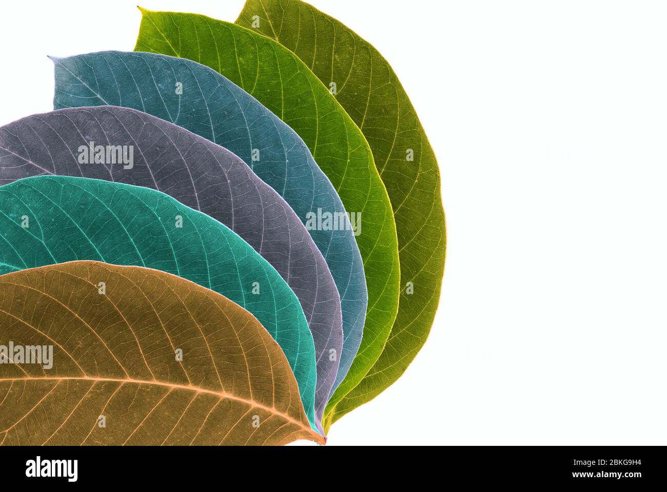 group of overlay multi colored leafs spread on white background concept ...