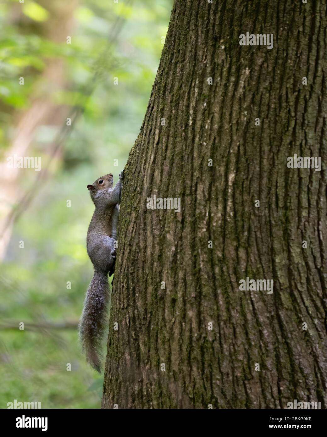 Squirrel up in tree hi-res stock photography and images - Alamy