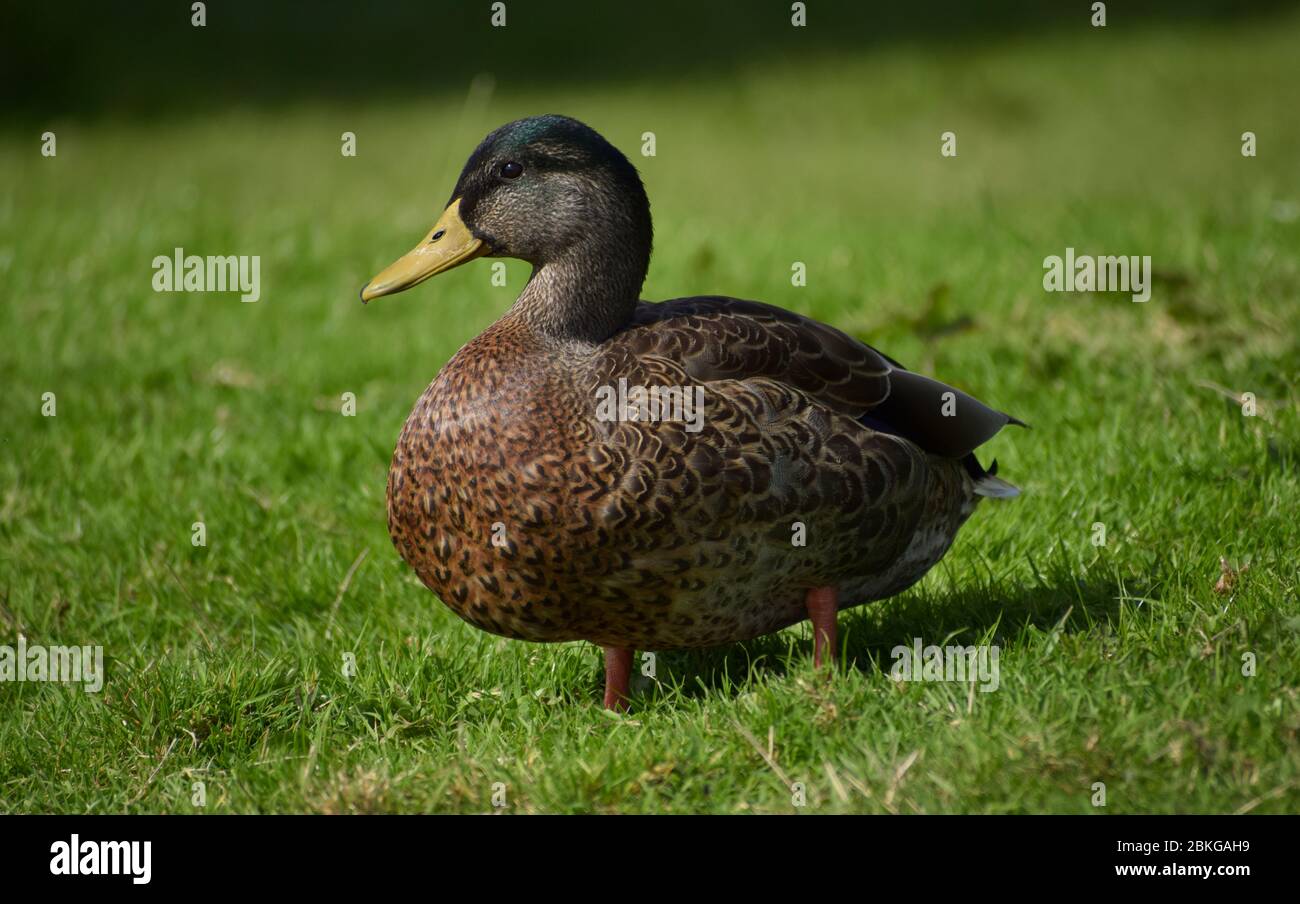 Mallard bird uk hi-res stock photography and images - Alamy