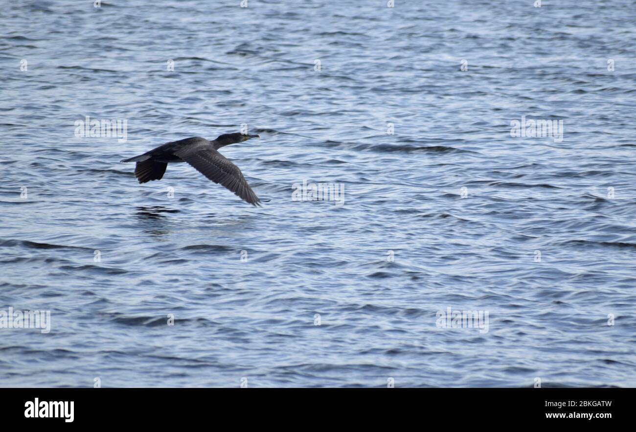 Cormorant flying over water, Cornwall, UK Stock Photo - Alamy