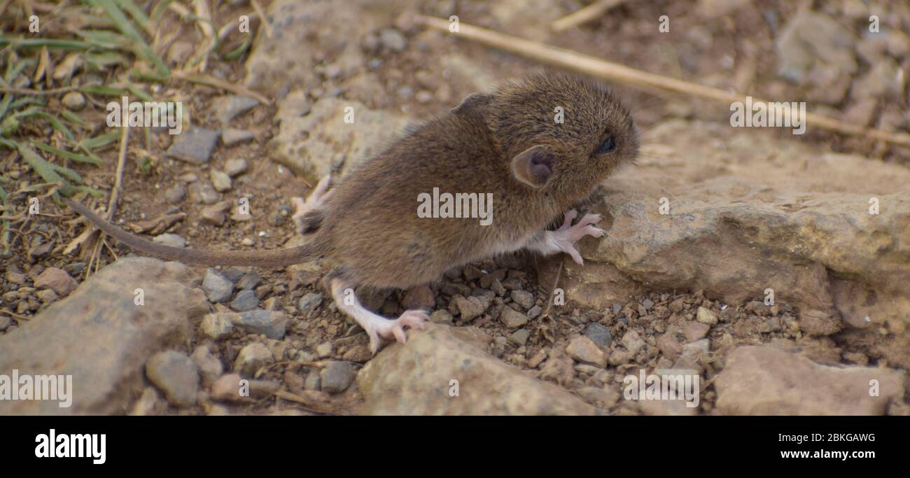 Baby field/wood mouse spotted on a footpath in Cornwall Stock Photo - Alamy
