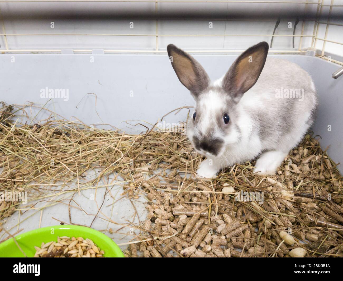 Home decorative rabbit in a gray cage of gray-white color. Rabbit eats ...