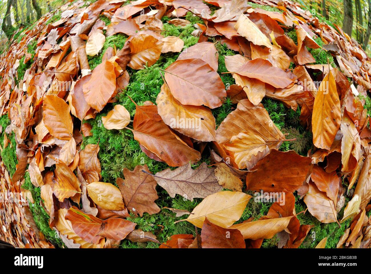 Fish-eye close up view of fallen leaves Stock Photo - Alamy