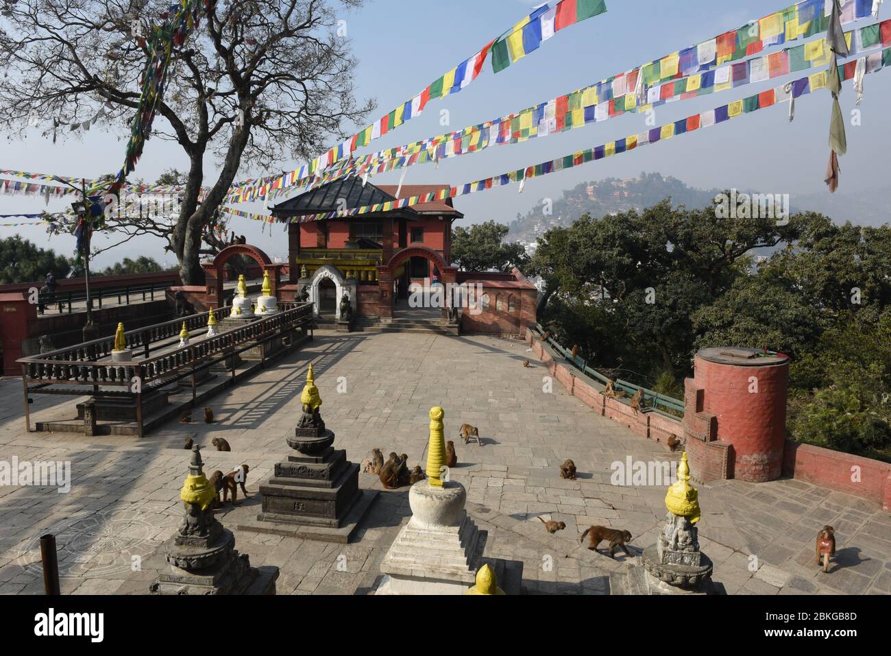 Monkeys near the temple hi-res stock photography and images - Alamy