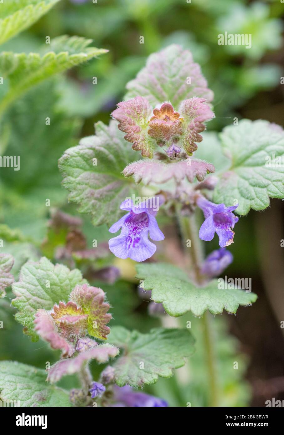 Leaves and flowers of Ground Ivy / Glechoma hederacea. Leaves have a ...
