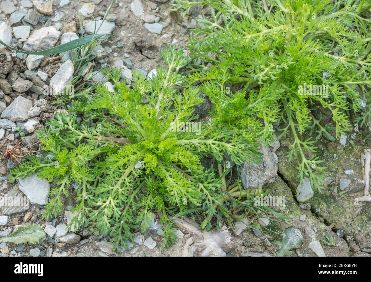 Young leaves of the arable farm weed Pineappleweed / Matricaria ...