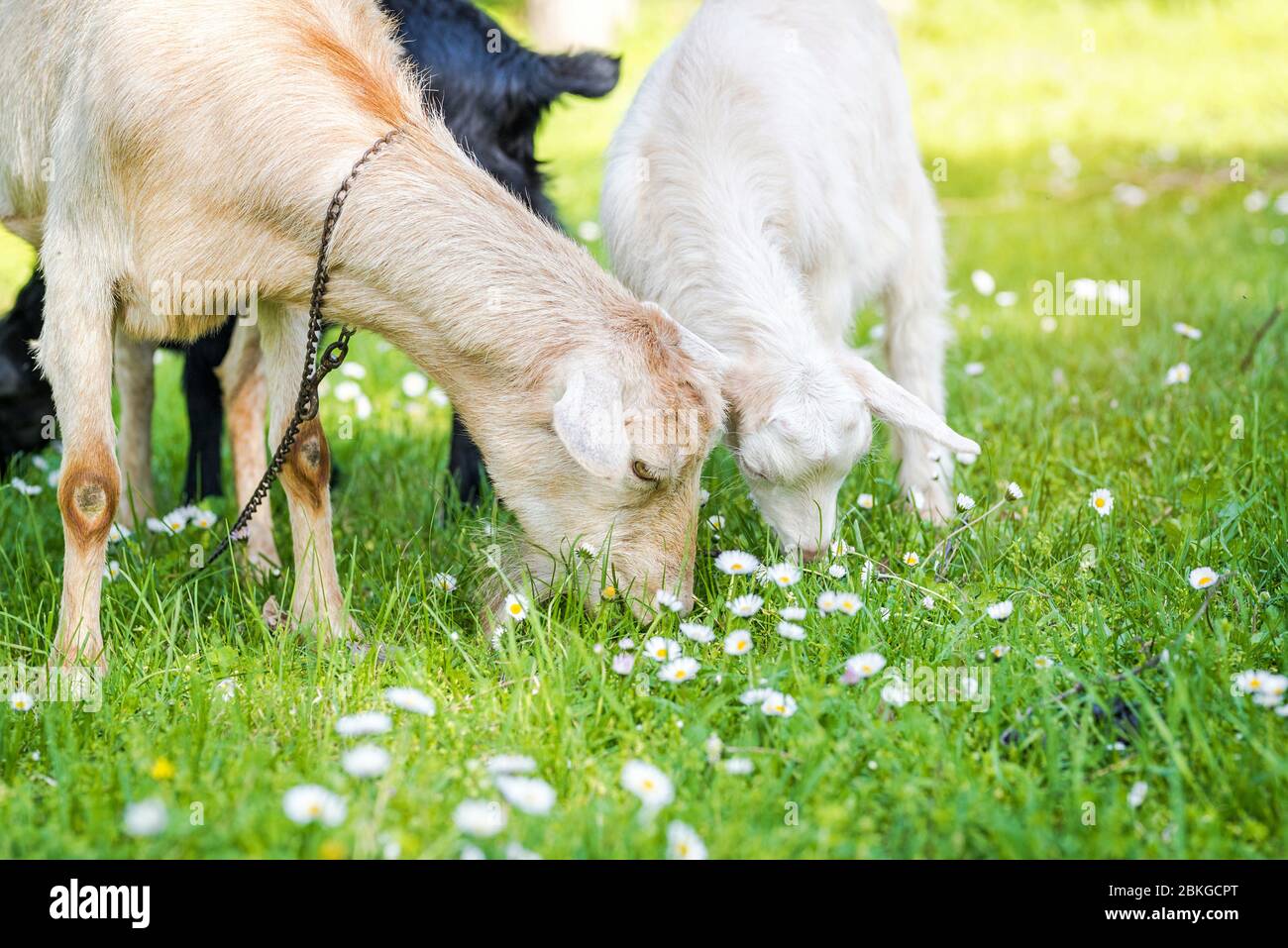 Three goats on pasture hi-res stock photography and images - Alamy
