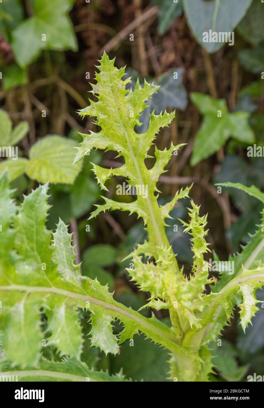 Young immature leaves of Prickly Sow-Thistle / Sonchus asper. Common ...
