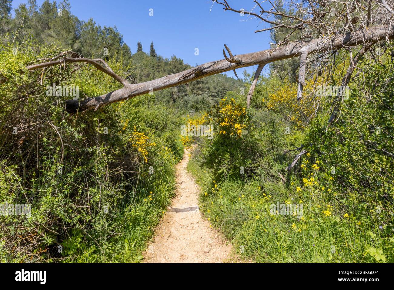 A narrow path in thick vegetation, passing under a fallen dry pine tree ...