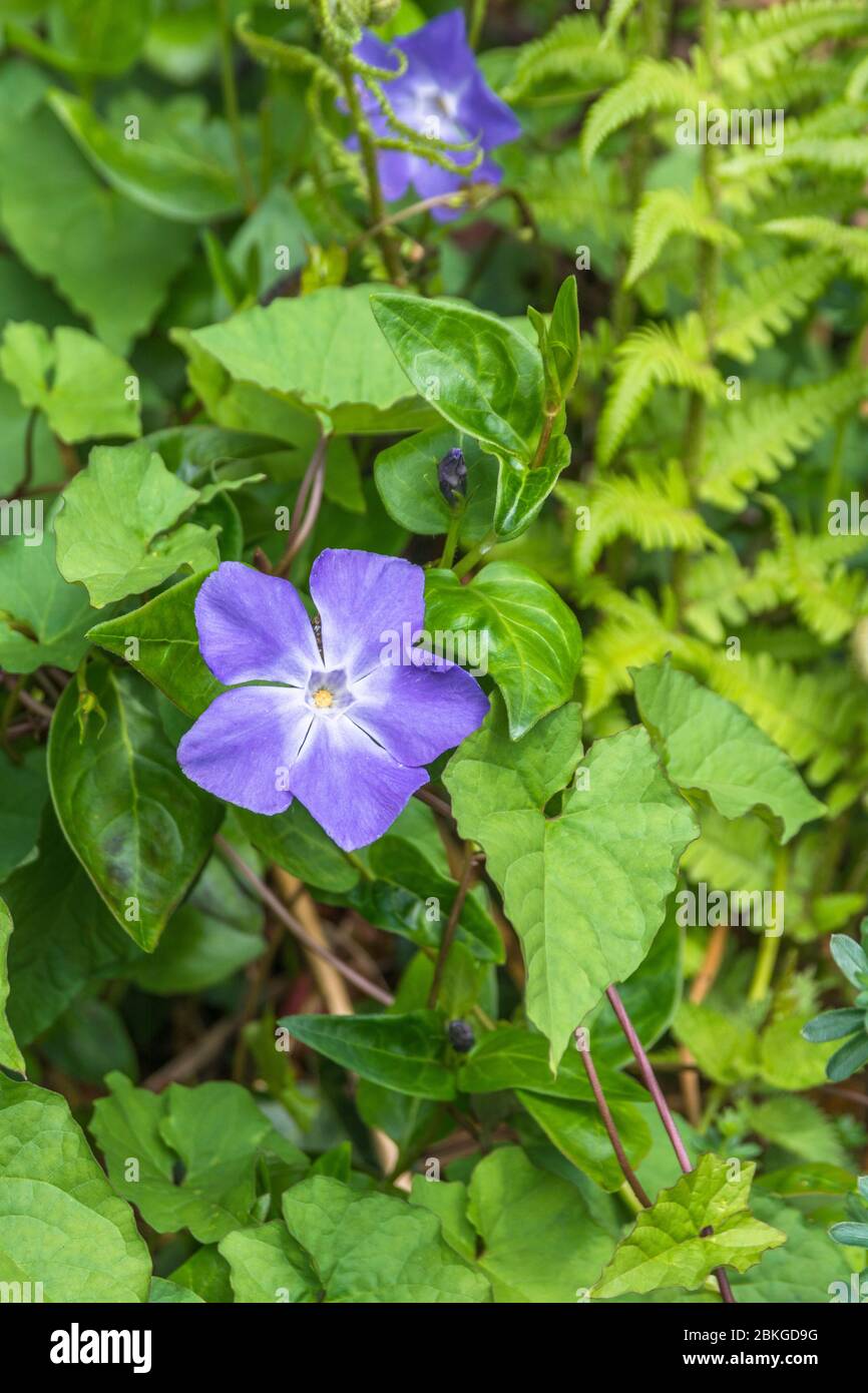 Pervinca High Resolution Stock Photography and Images - Alamy
