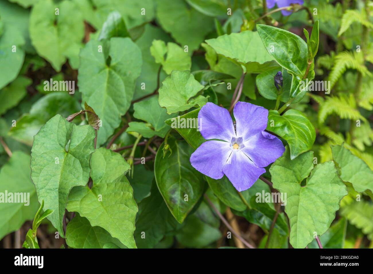 Blue flowering Lesser Periwinkle / Vinca minor in hedgerow, growing ...