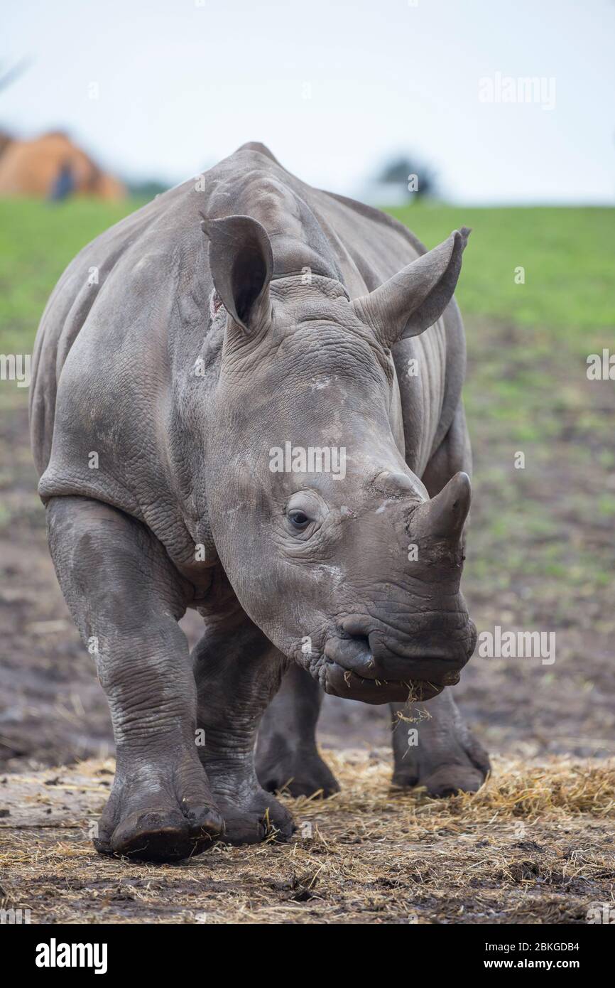 White Rhinoceros Face
