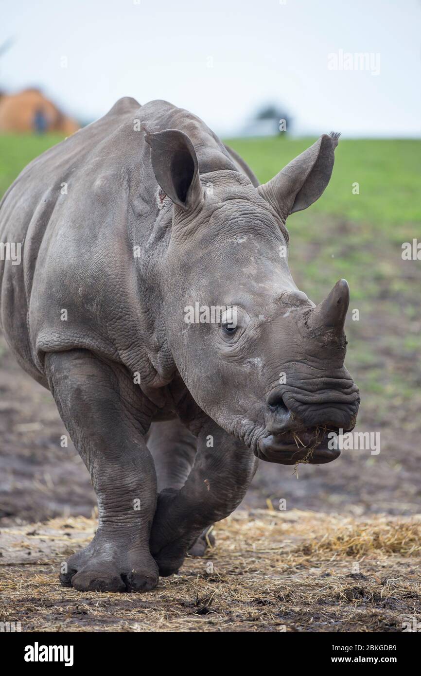 Southern white rhino at west midlands safari park hi-res stock ...
