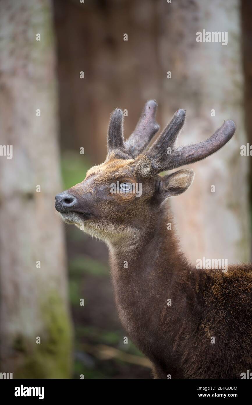 Close up of beautiful Formosan sika deer with antlers isolated outdoors ...