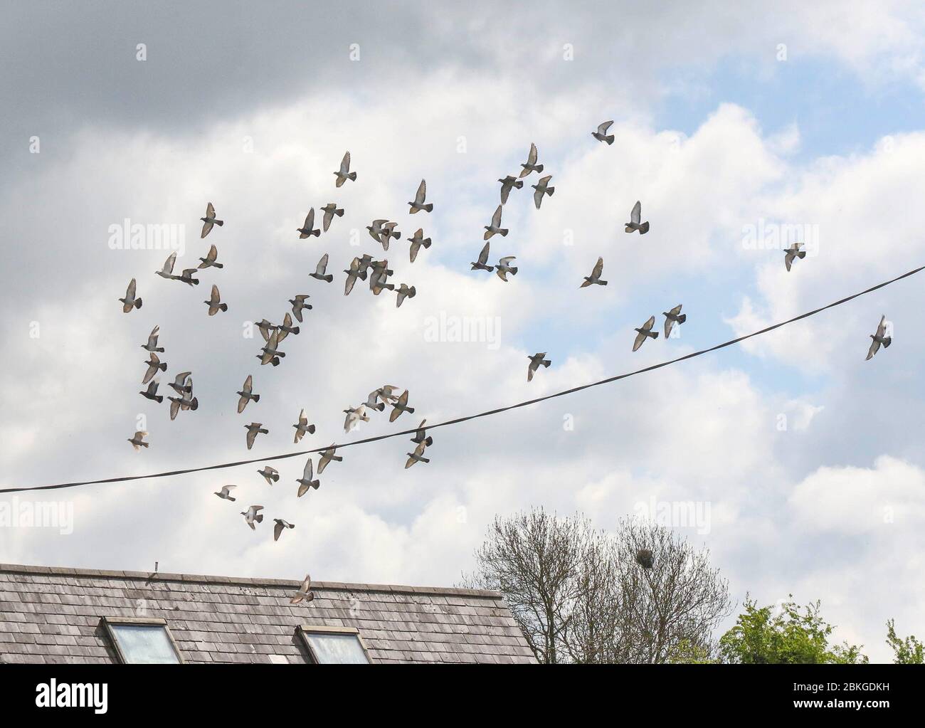 Broomhedge hi-res stock photography and images - Alamy
