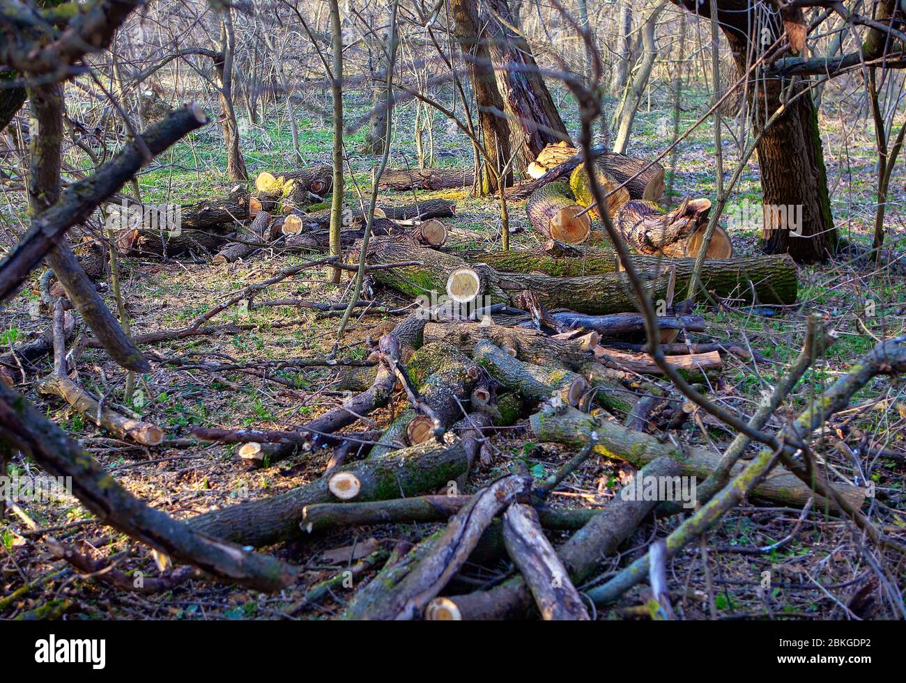 a pile of logs in the forest after illegal logging Stock Photo - Alamy