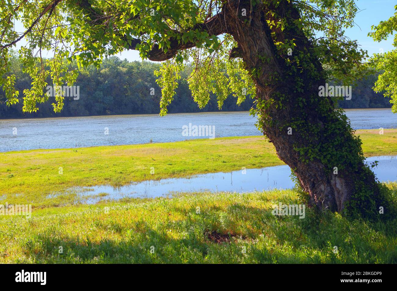 in the shade of a green tree , idyllic spring scenery Stock Photo - Alamy