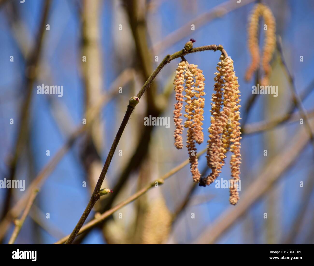 Drooping flower hi-res stock photography and images - Alamy