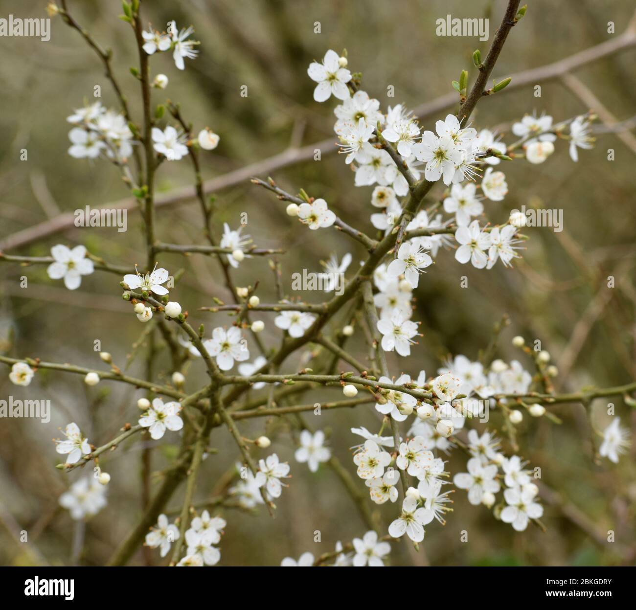 Hawthorn blossom in spring, Cornwall, UK Stock Photo - Alamy