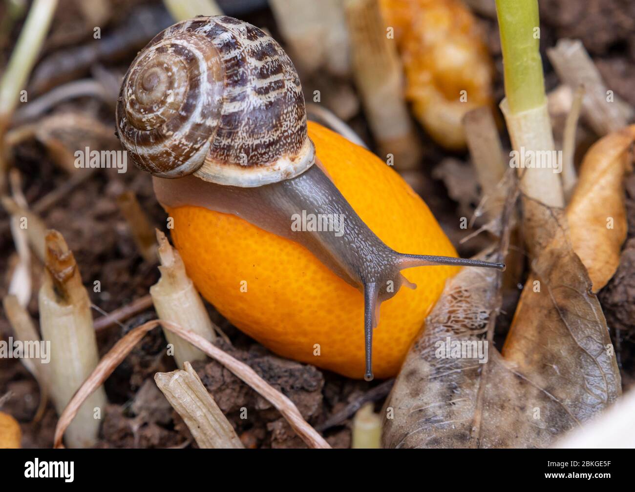 Domestic snail hi-res stock photography and images - Alamy