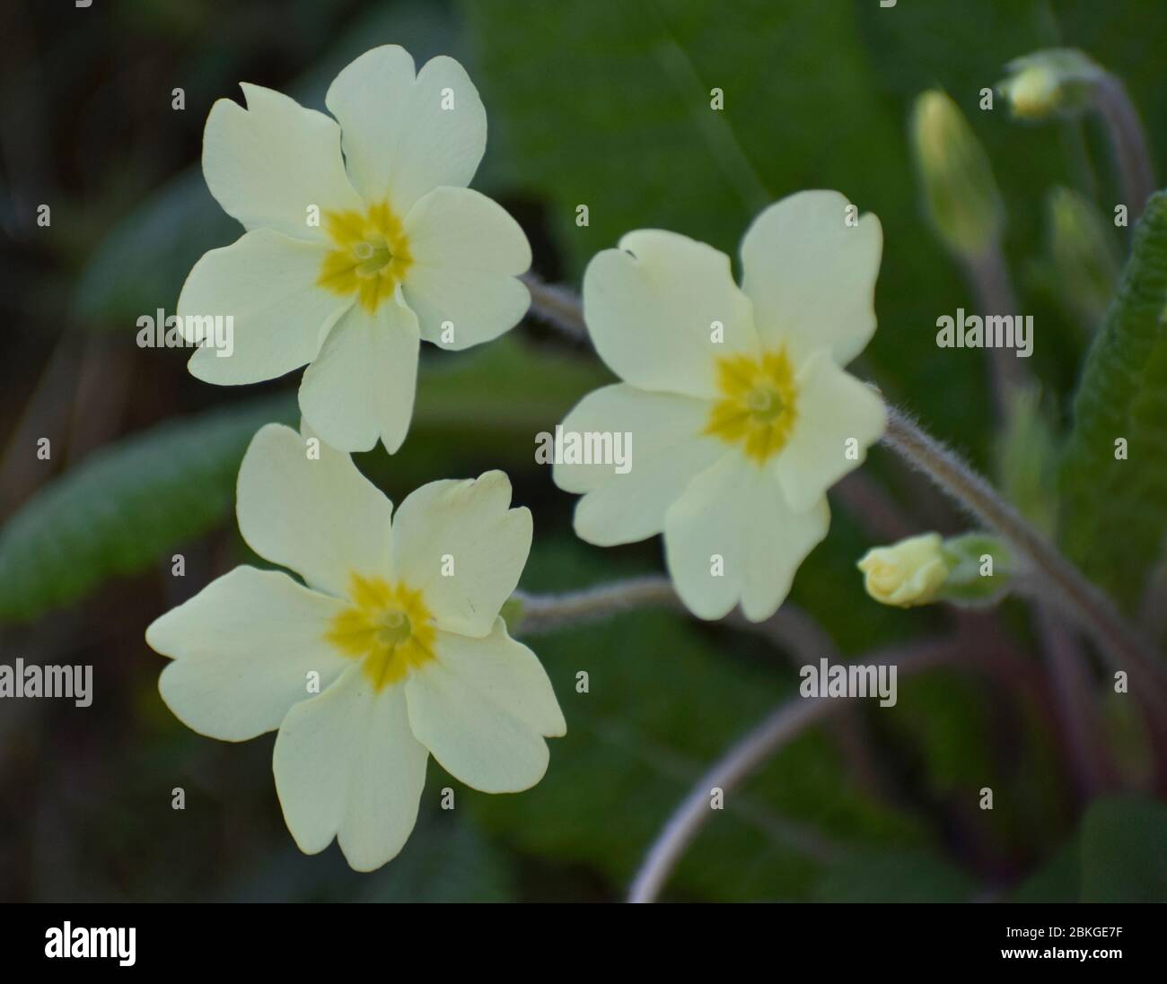 Primrose flowers uk hi-res stock photography and images - Alamy