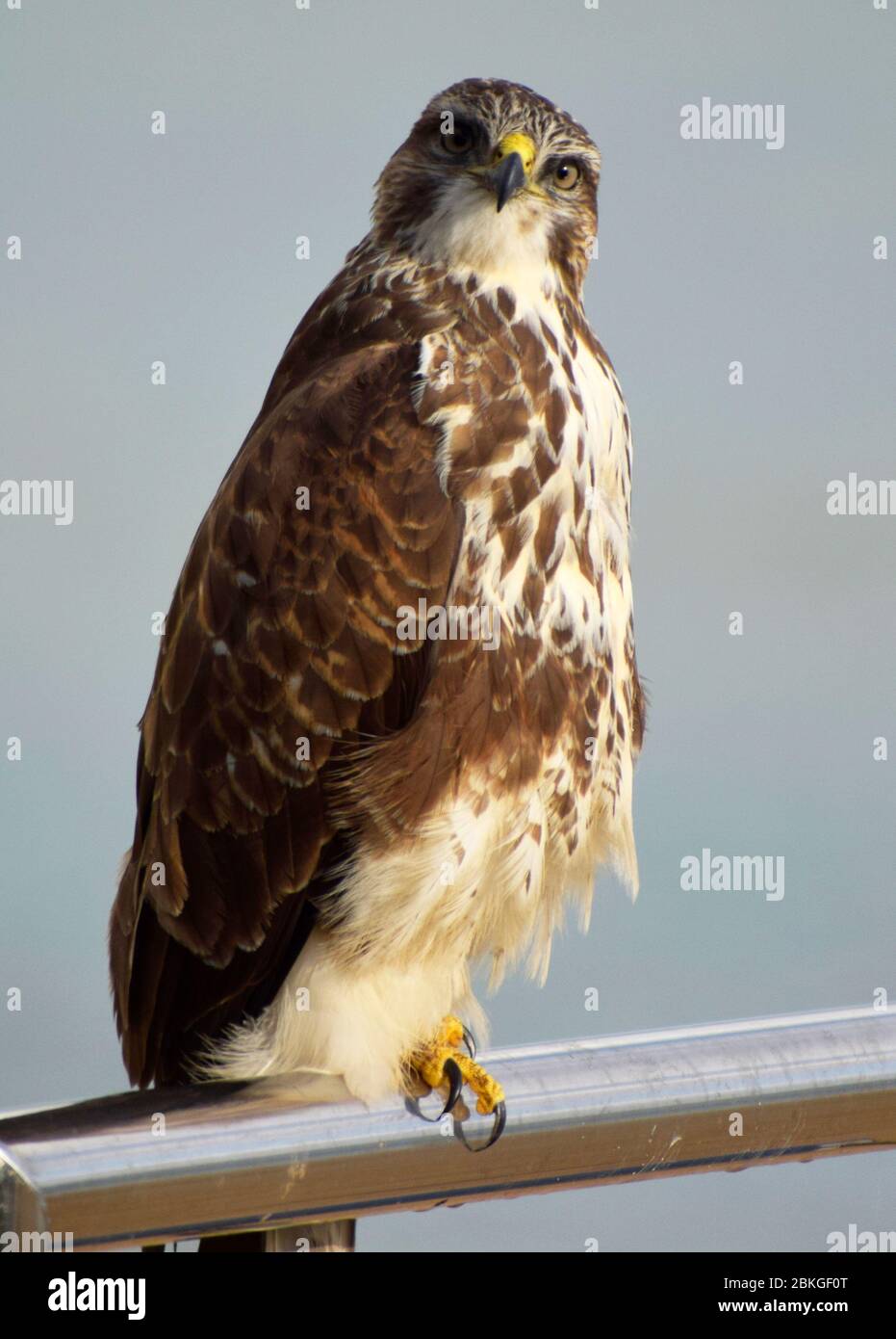 Buzzard perched on a sign in St Ives, Cornwall, UK Stock Photo - Alamy