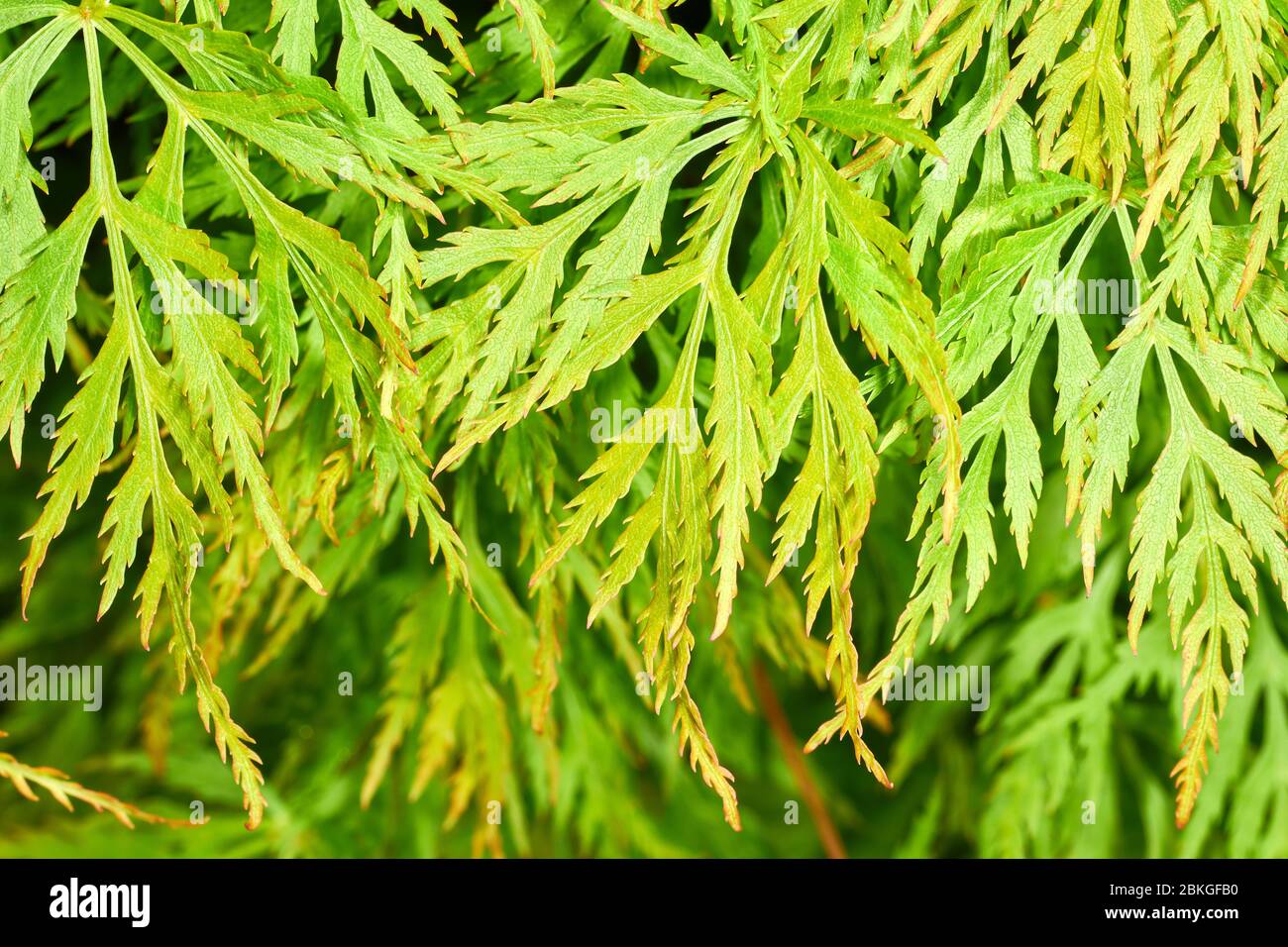 Green leaves of an acer palmatum (japanese maple) bush Stock Photo - Alamy