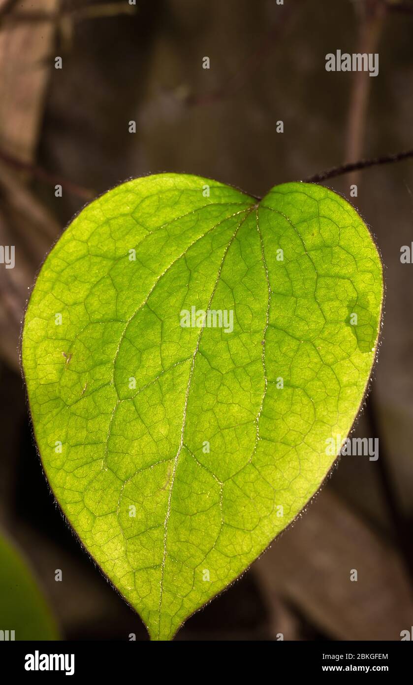 Clmbing hi-res stock photography and images - Alamy