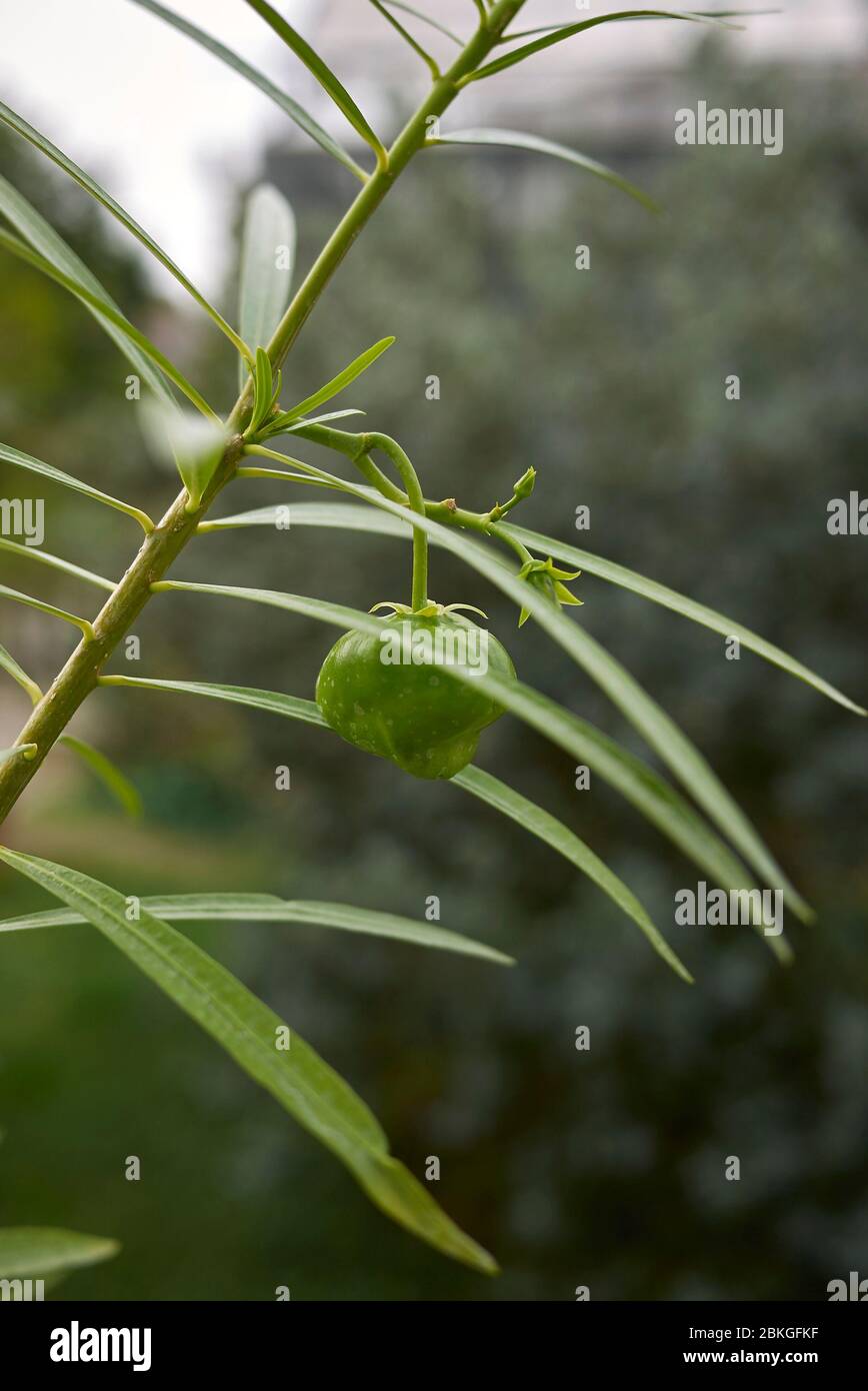 Cascabela thevetia branch with fruit Stock Photo - Alamy