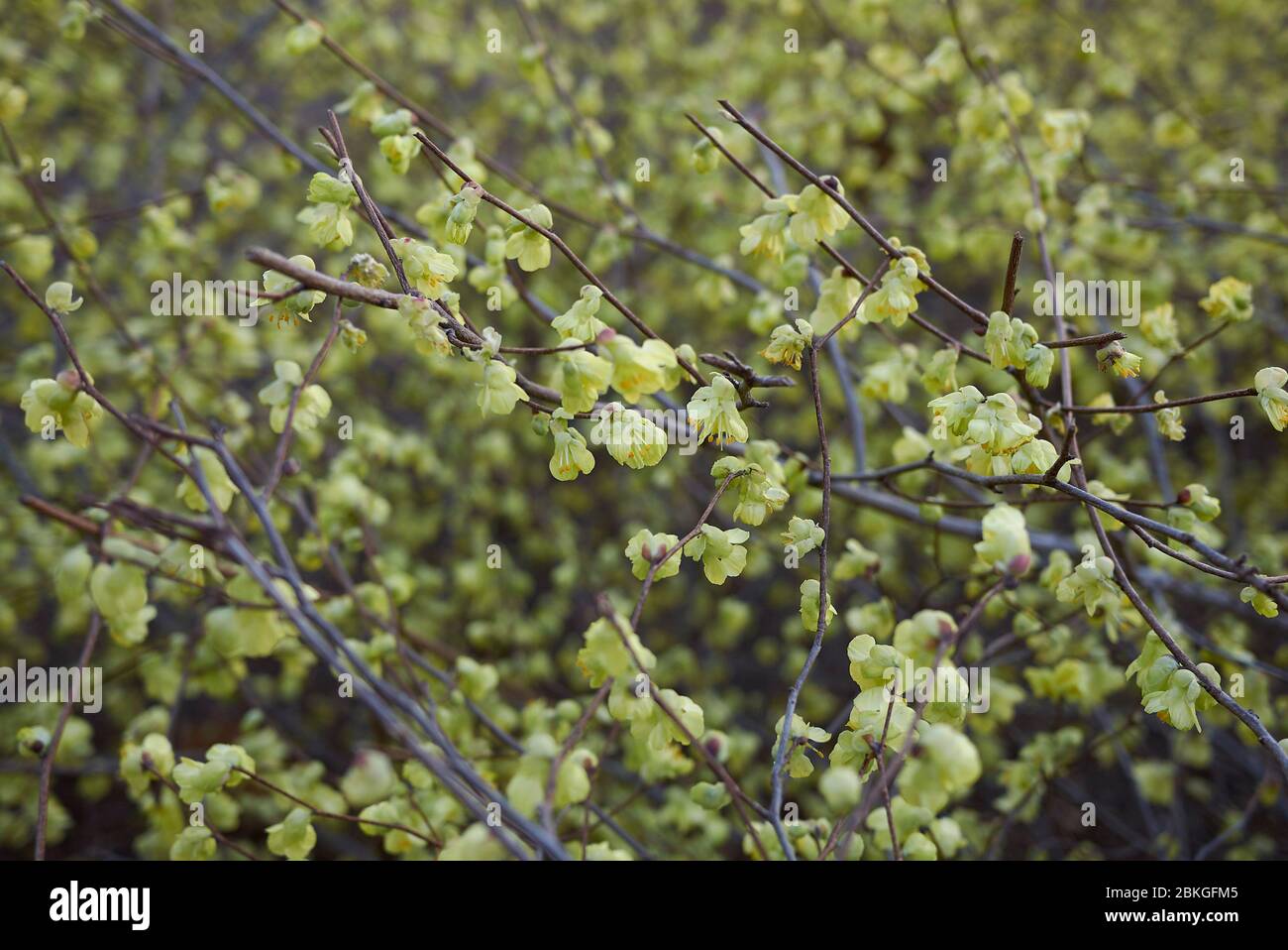 Corylopsis pauciflora hi-res stock photography and images - Alamy