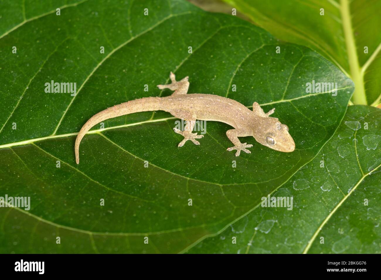 Tropical house gecko habitat hi-res stock photography and images - Alamy