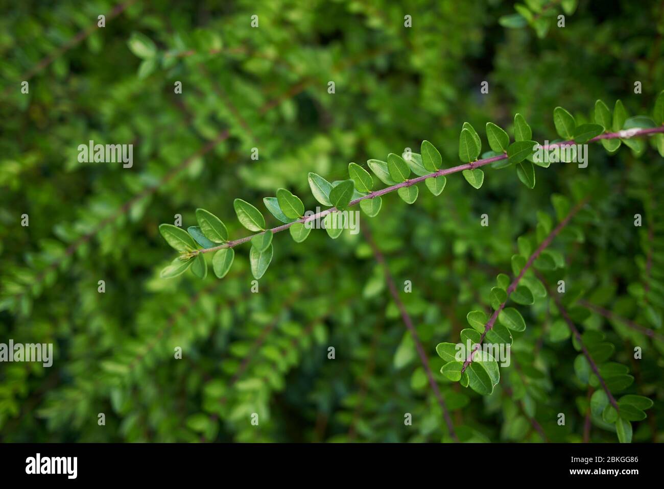 Lonicera nitida hedge hi-res stock photography and images - Alamy