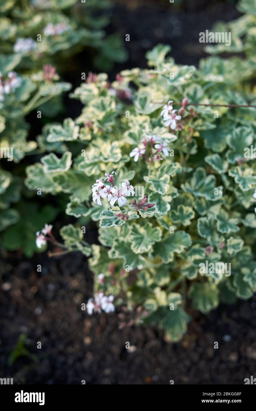 Variegated leaf geranium hi-res stock photography and images - Alamy