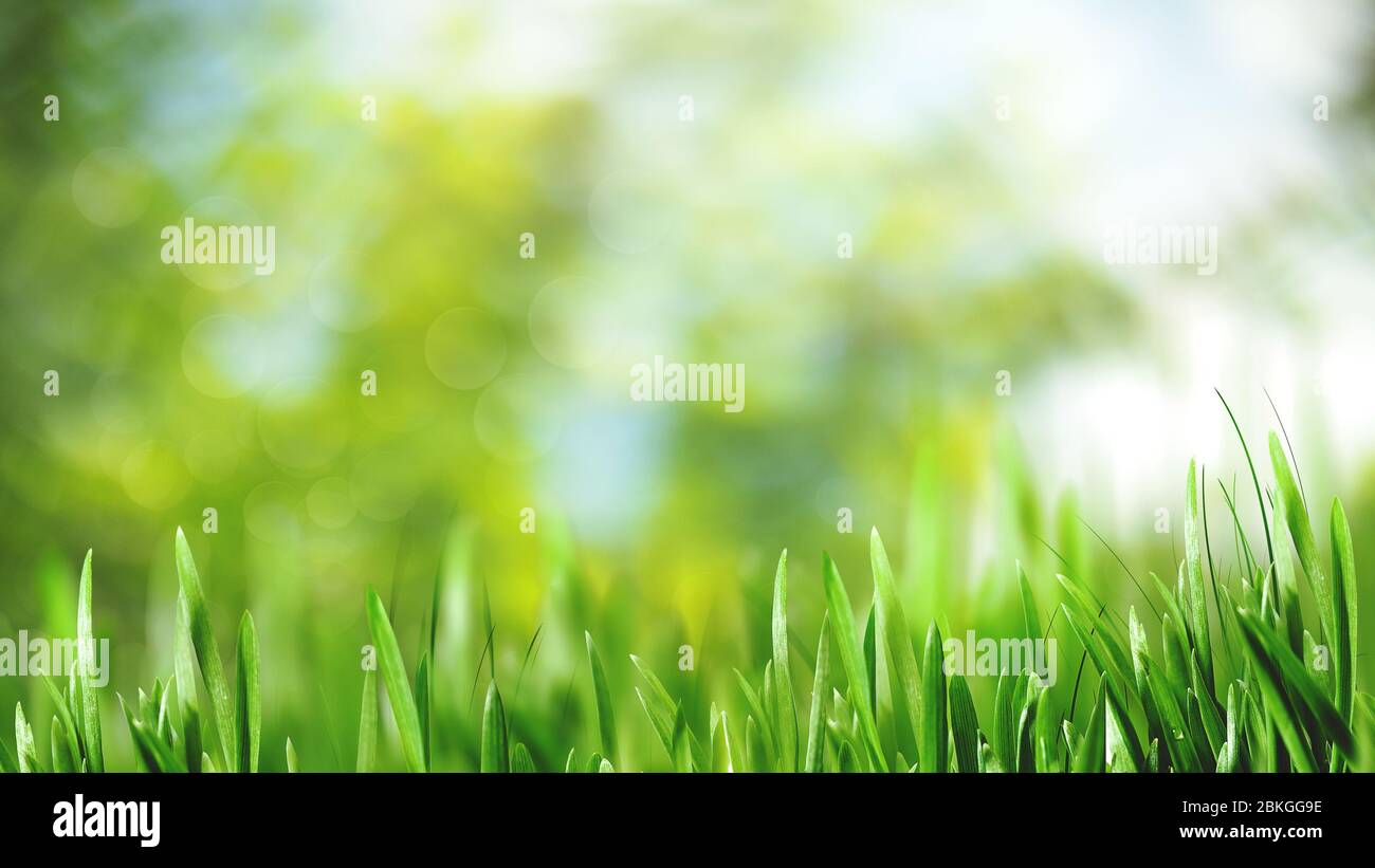Abstract art backgrounds with green foliage. Environmental backgrounds ...