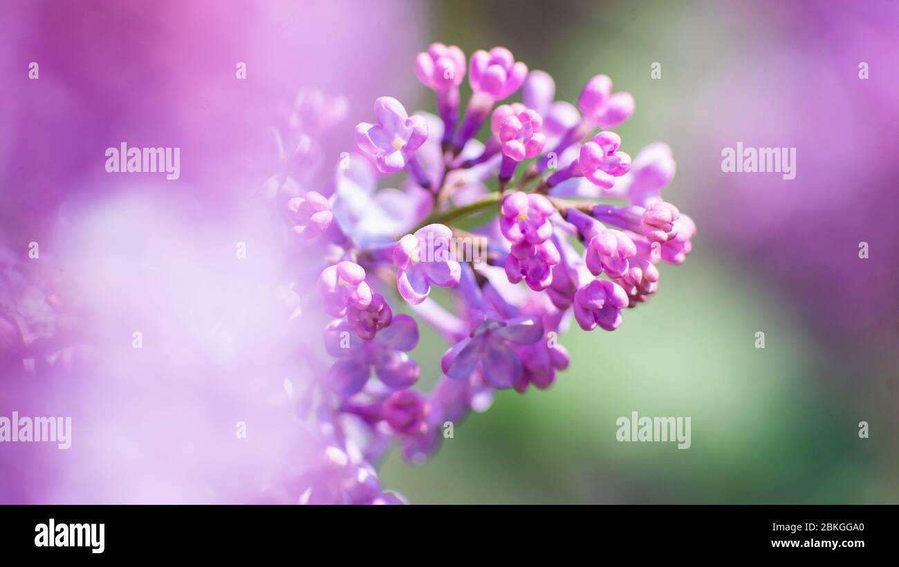 Blooming lilac. Seasonal natural backgrounds Stock Photo - Alamy
