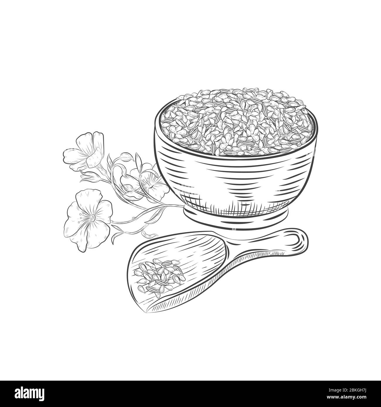 Linseed seed botanical illustration Stock Vector Images - Alamy
