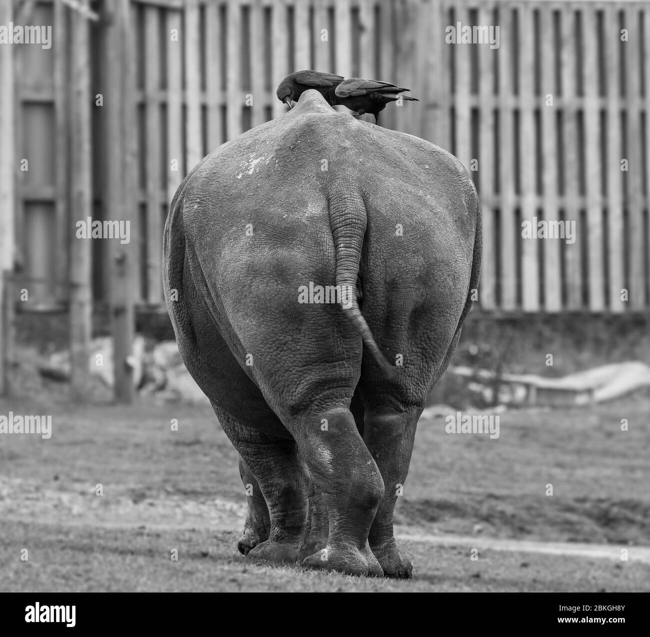 View white rhinoceros standing Black and White Stock Photos & Images ...