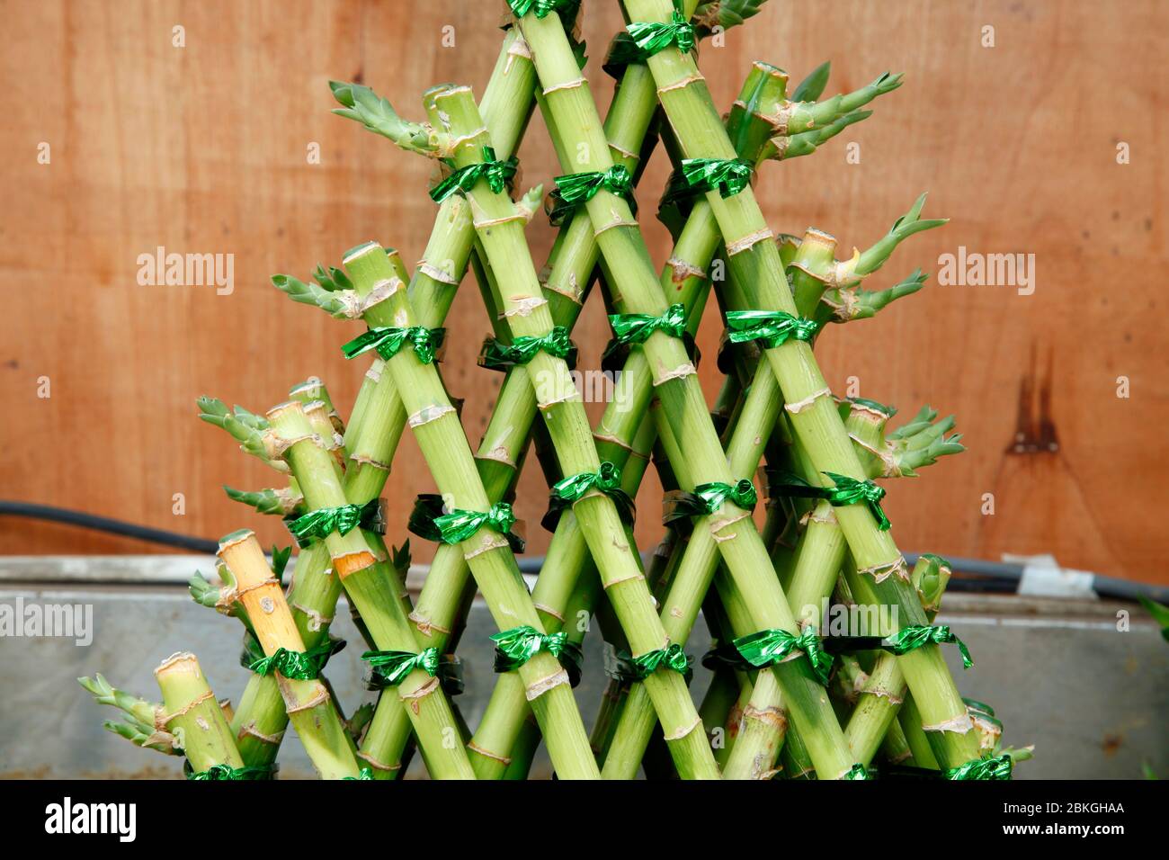 Lucky bamboo in the flower market, for sale Stock Photo - Alamy