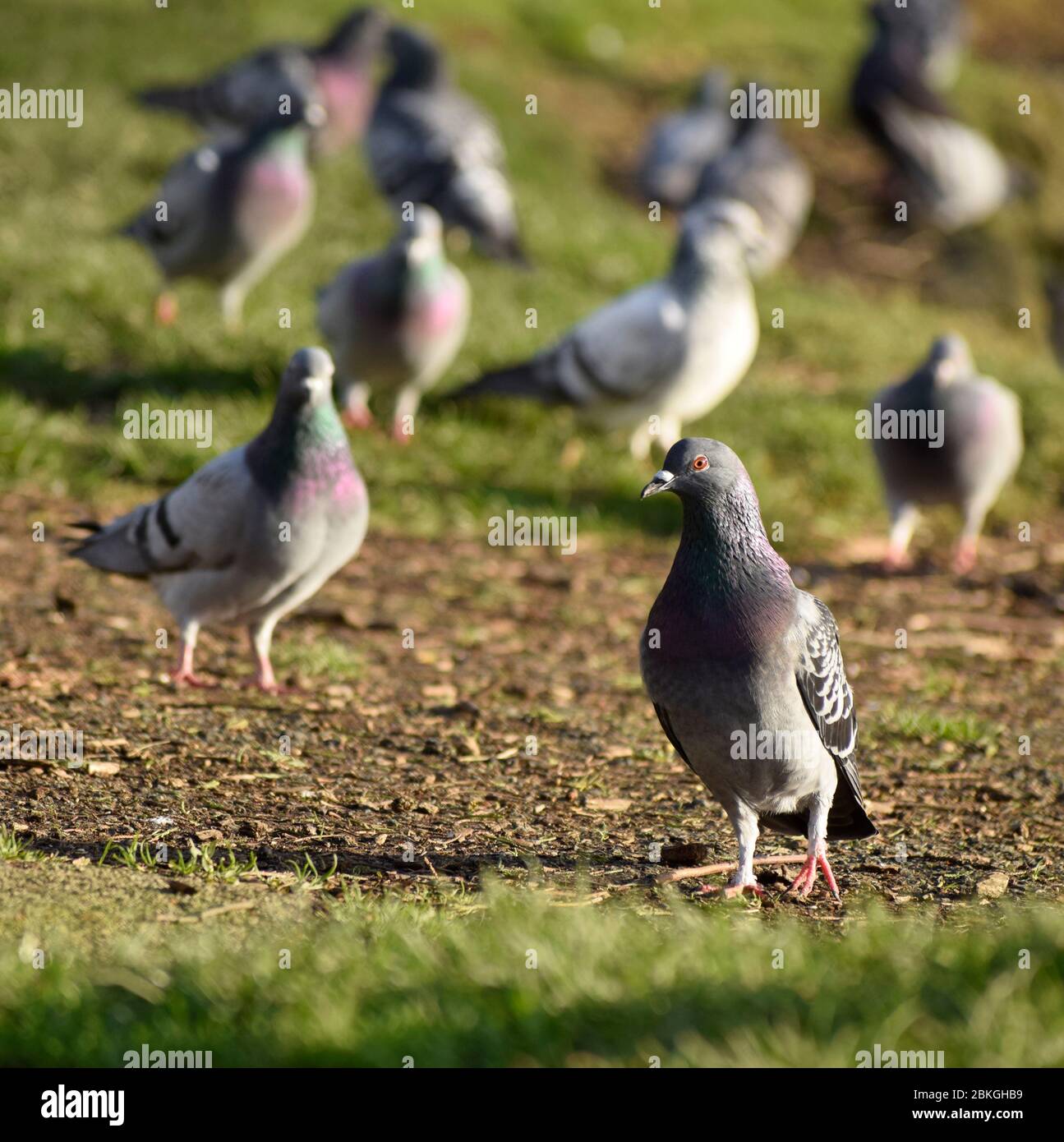 Pigeons - Cornwall, UK Stock Photo - Alamy