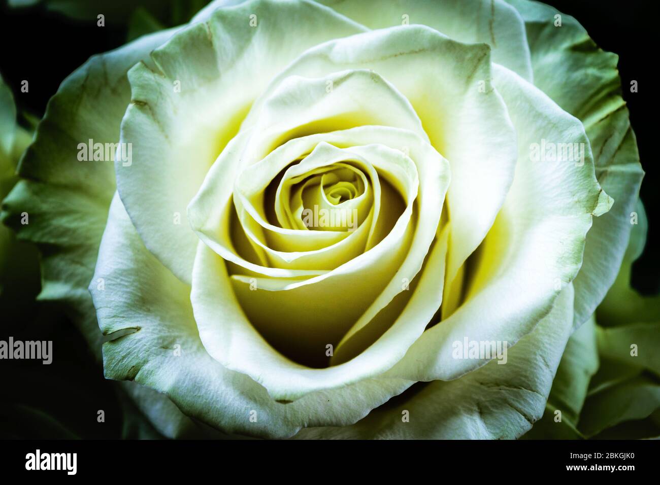 White rose in shadows hi-res stock photography and images - Alamy