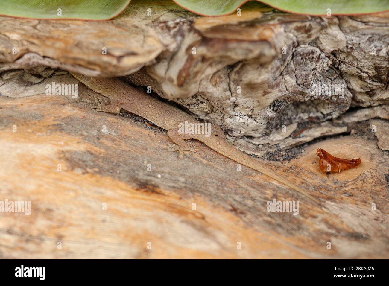 Asian or Common House Gecko Hemidactylus frenatus na kusu dřeva ...