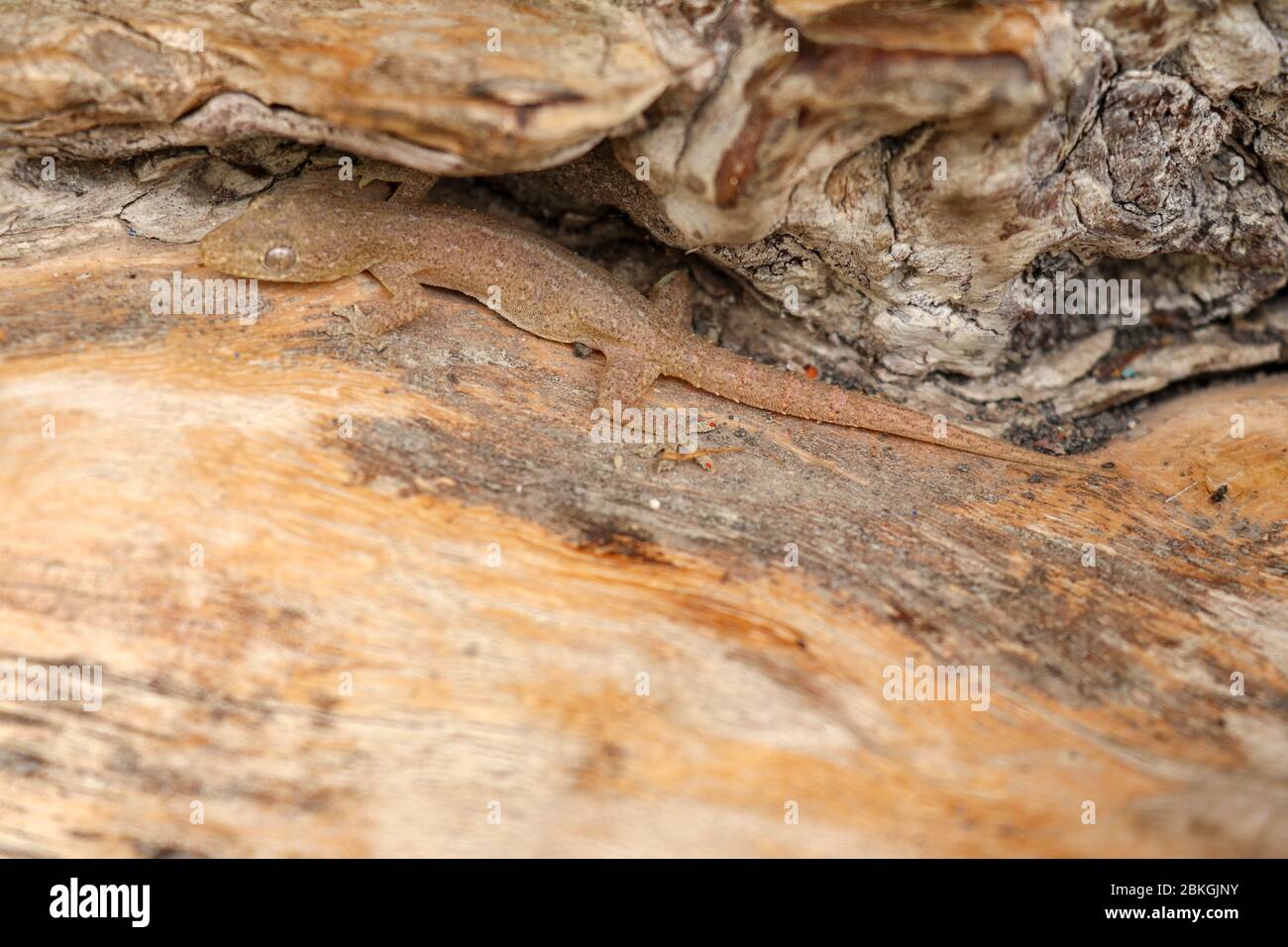 Asian or Common House Gecko Hemidactylus frenatus na kusu dřeva ...
