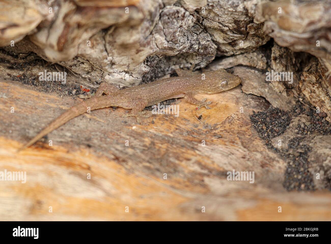 Asian or Common House Gecko Hemidactylus frenatus na kusu dřeva ...