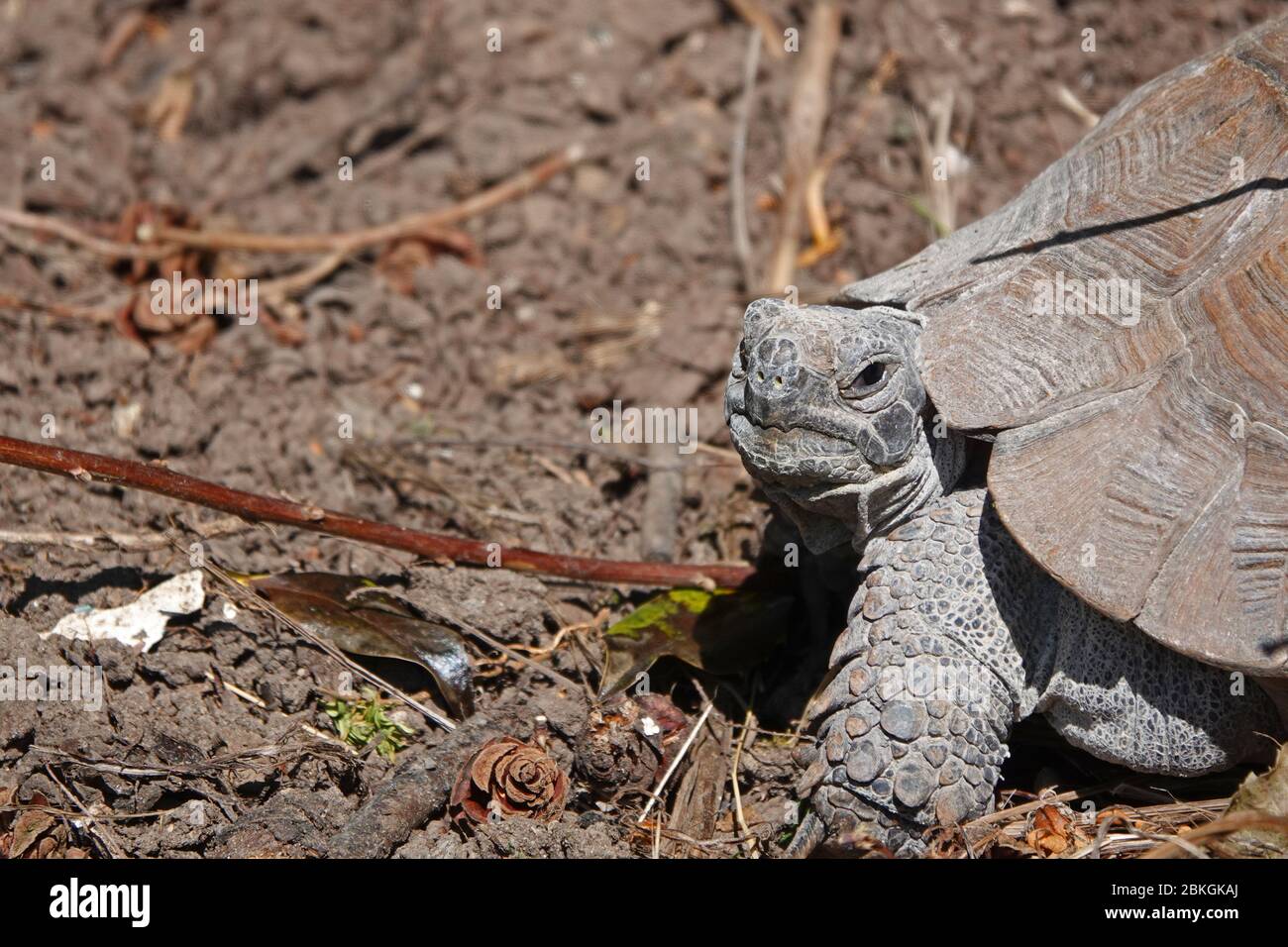 Angry tortoise hi-res stock photography and images - Alamy