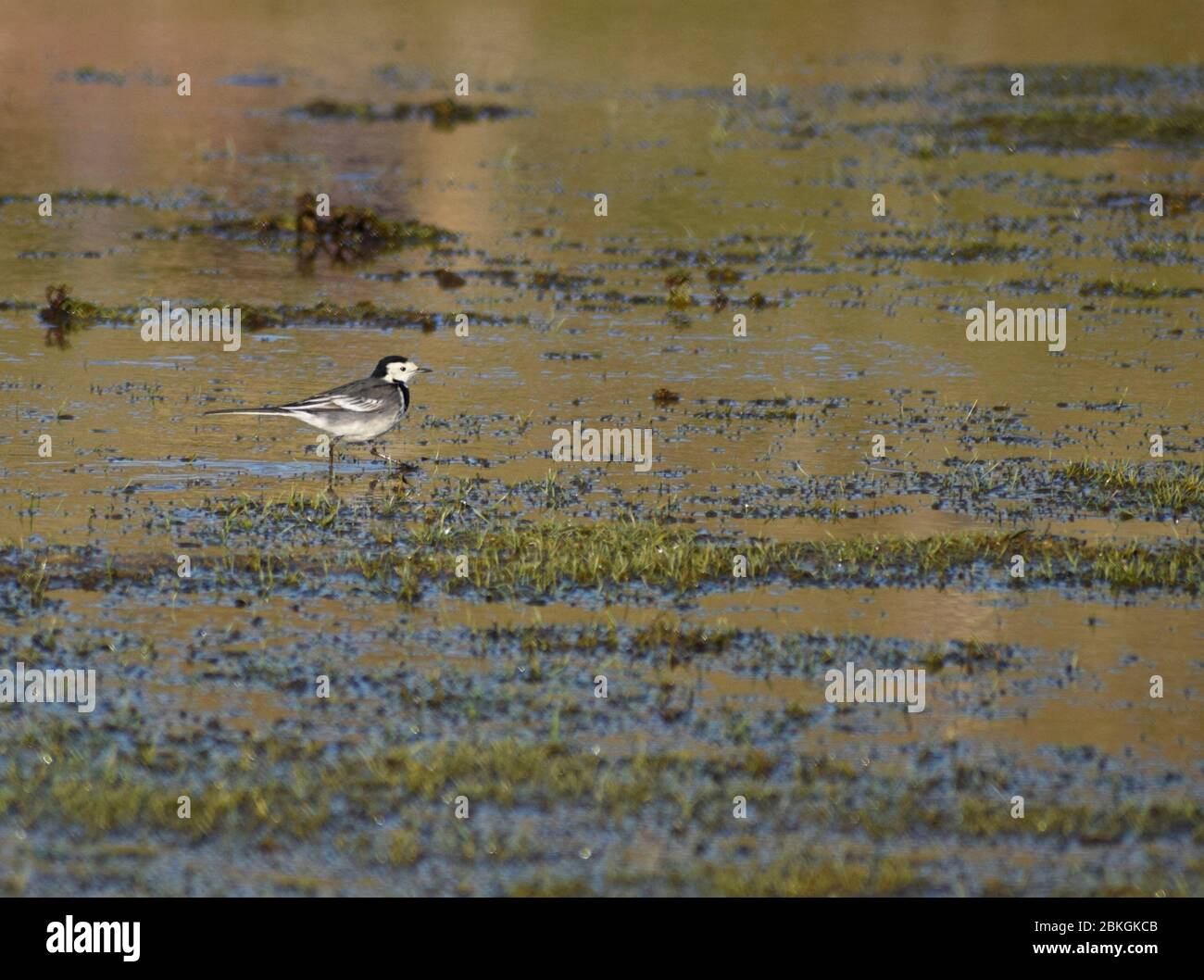 Pied White Wagtail High Resolution Stock Photography and Images - Alamy
