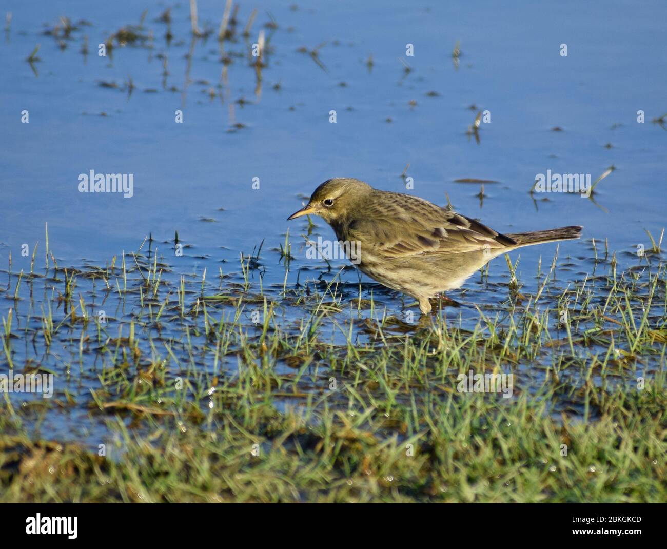 Rock Pipit stood in water Stock Photo - Alamy