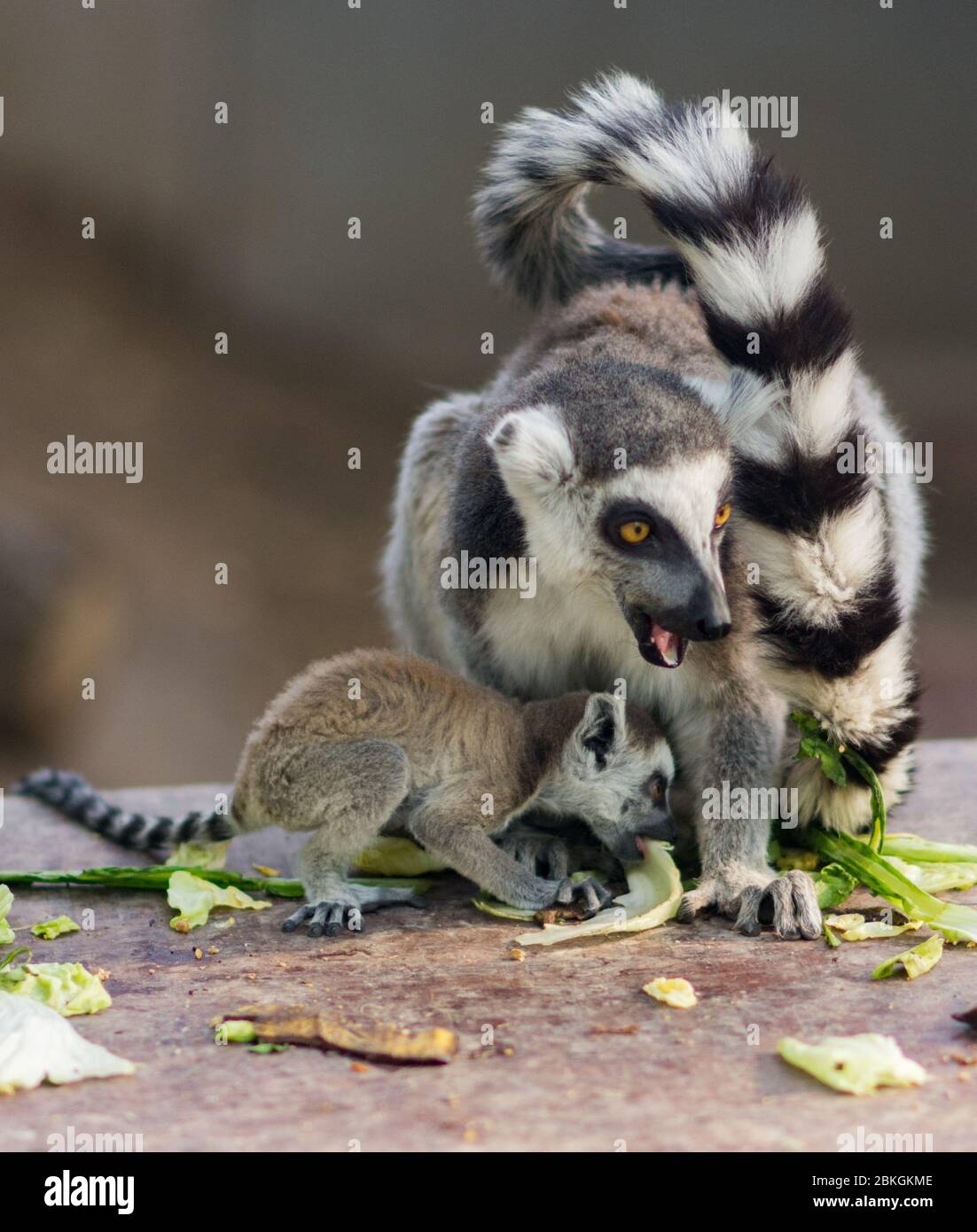 Lemurs eating hi-res stock photography and images - Alamy